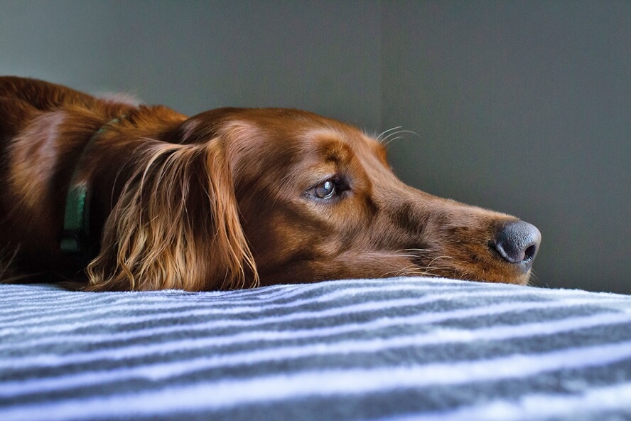 Blog Title Goes Here | Benton Veterinary Hospital